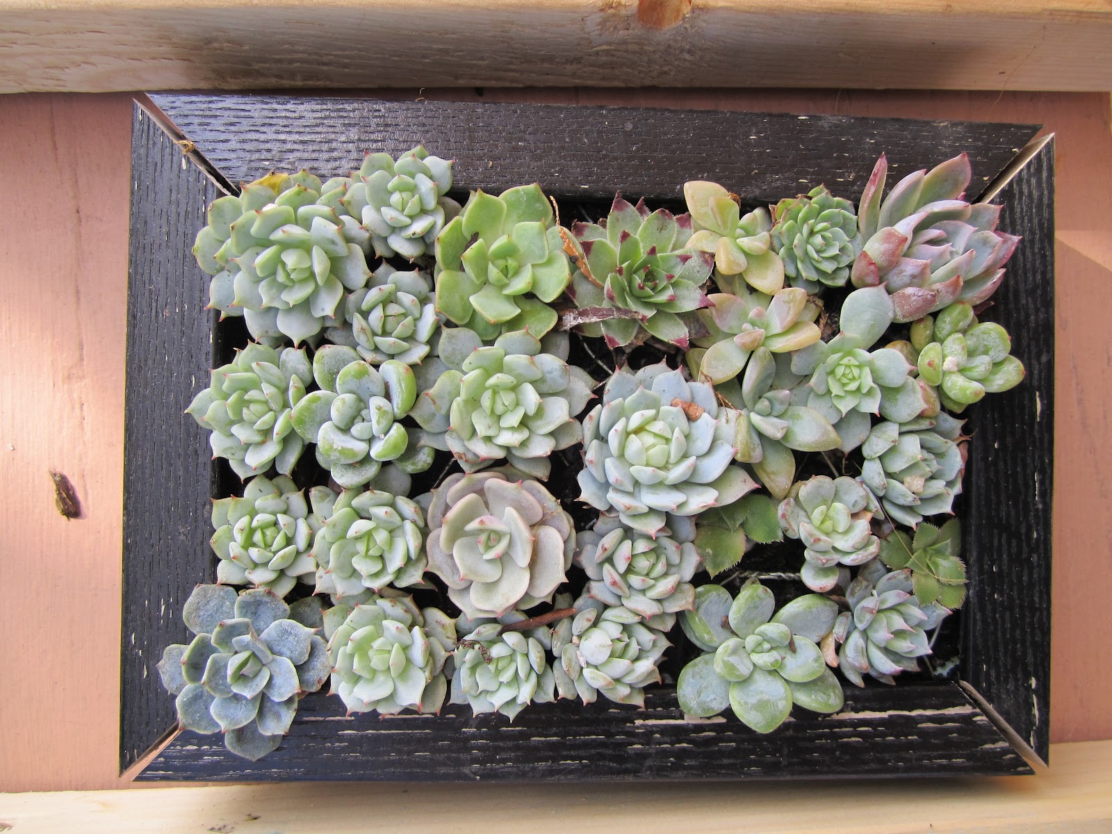 Branching Out Floral Designs: Succulent Frames