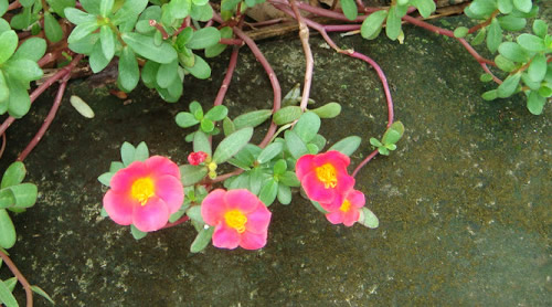 List of Flowers in the Philippines