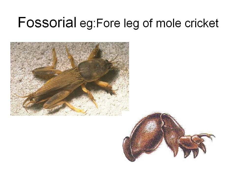 Insect Legs and Its Modifications