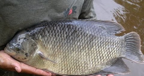 Mengenal Ikan Gurame (Osphronemus gouramy) - ANAK IKAN