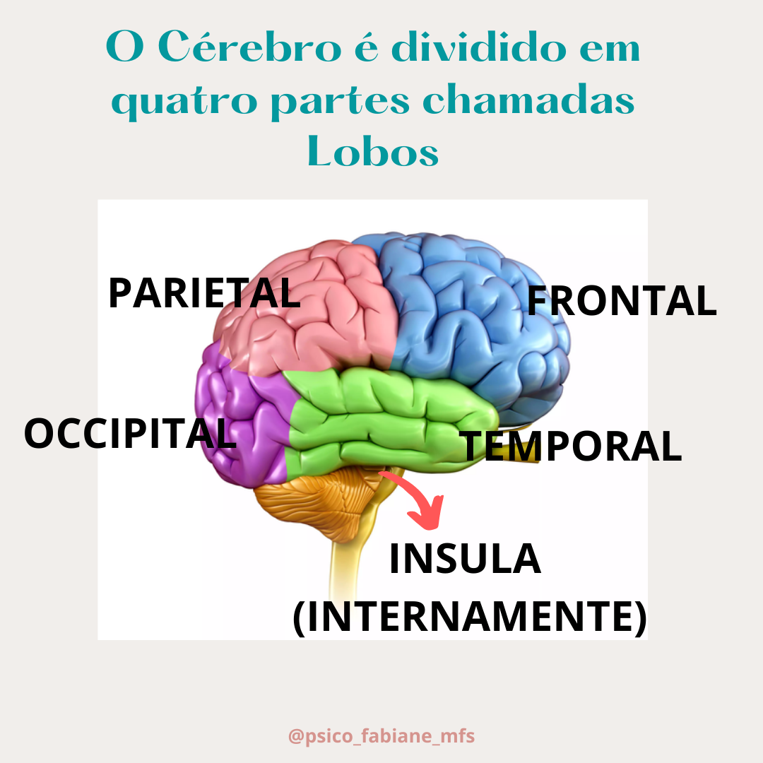O que são os Lobos Cerebrais?
