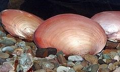 WARNA AQUATICA: Ornamental Freshwater Clam