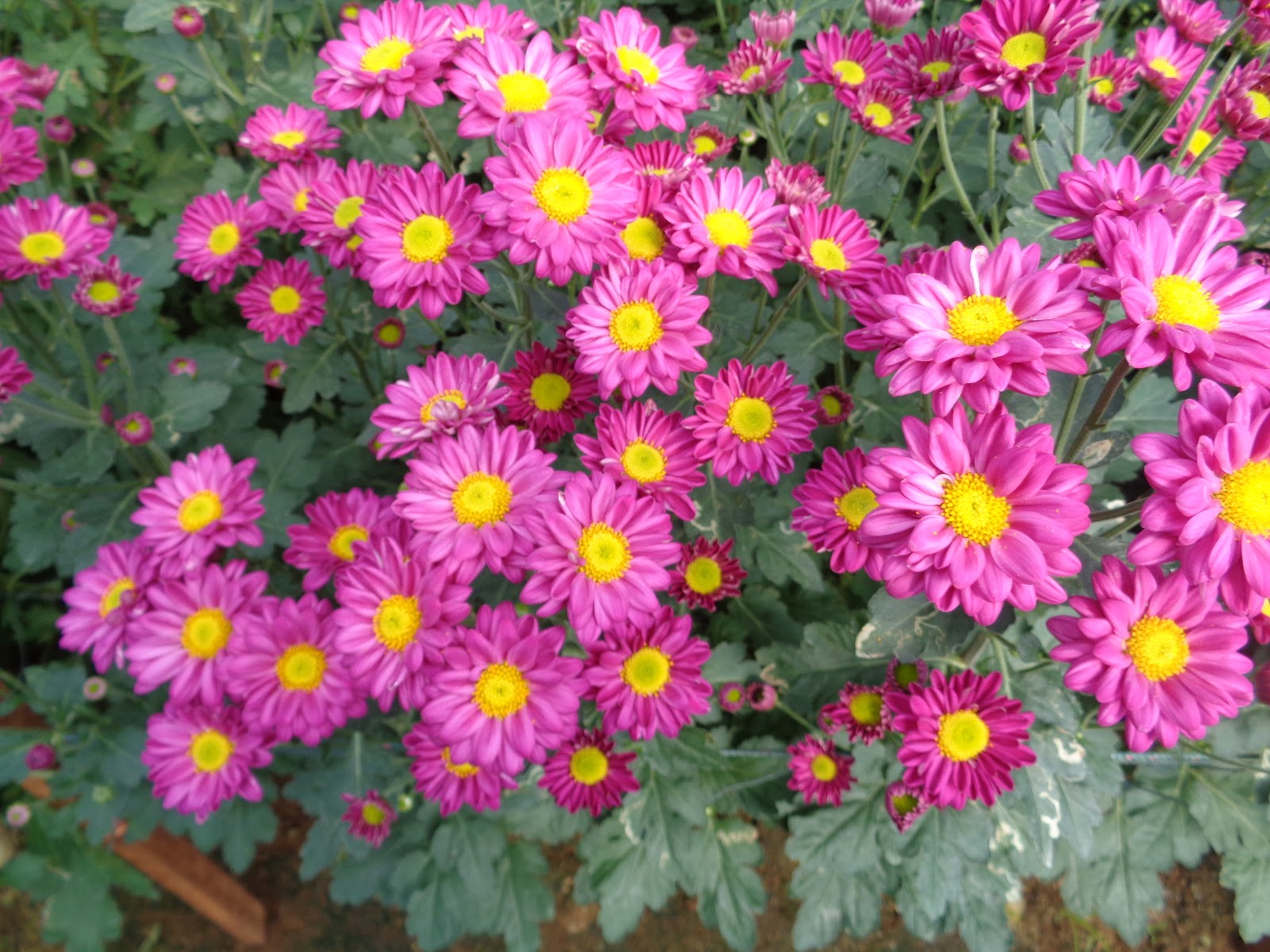 Tipe Bunga Krisan | Budidaya Tanaman