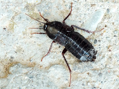 OCB BAJA RIBAGORZA: BLATODEOS