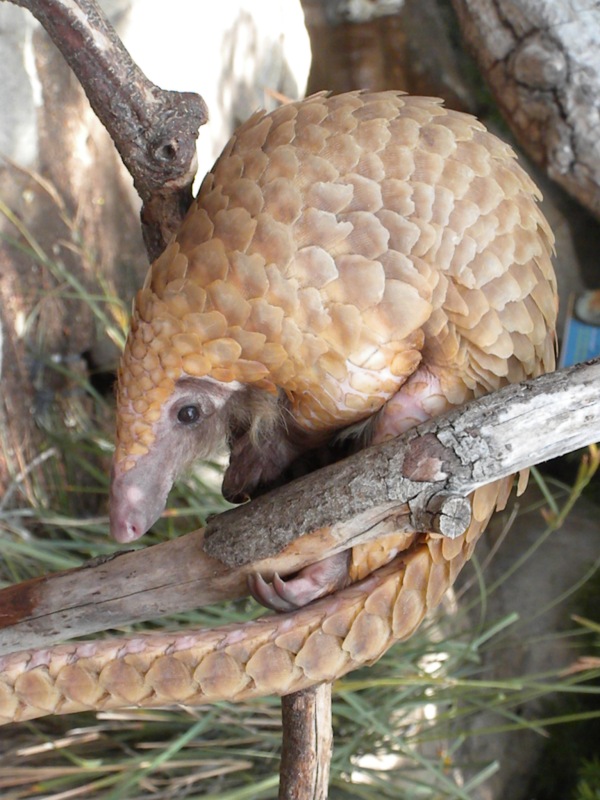 The Zoo Review: Species Fact Profile: Tree Pangolin (Phataginus tricuspis)
