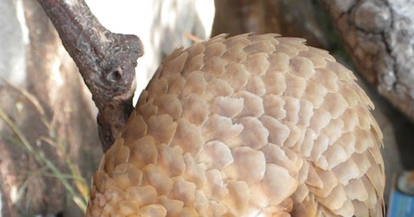 The Zoo Review: Species Fact Profile: Tree Pangolin (Phataginus tricuspis)