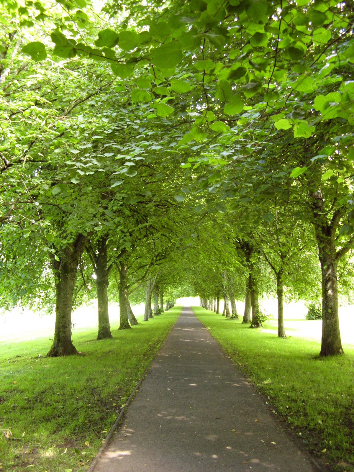 Tree Lined Pathways
