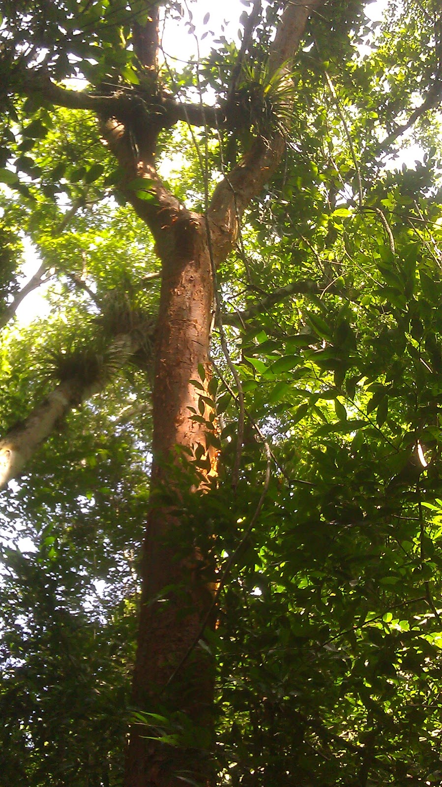 School Garden Adventures: From Mexico to Chicago: Spider Monkeys at ...