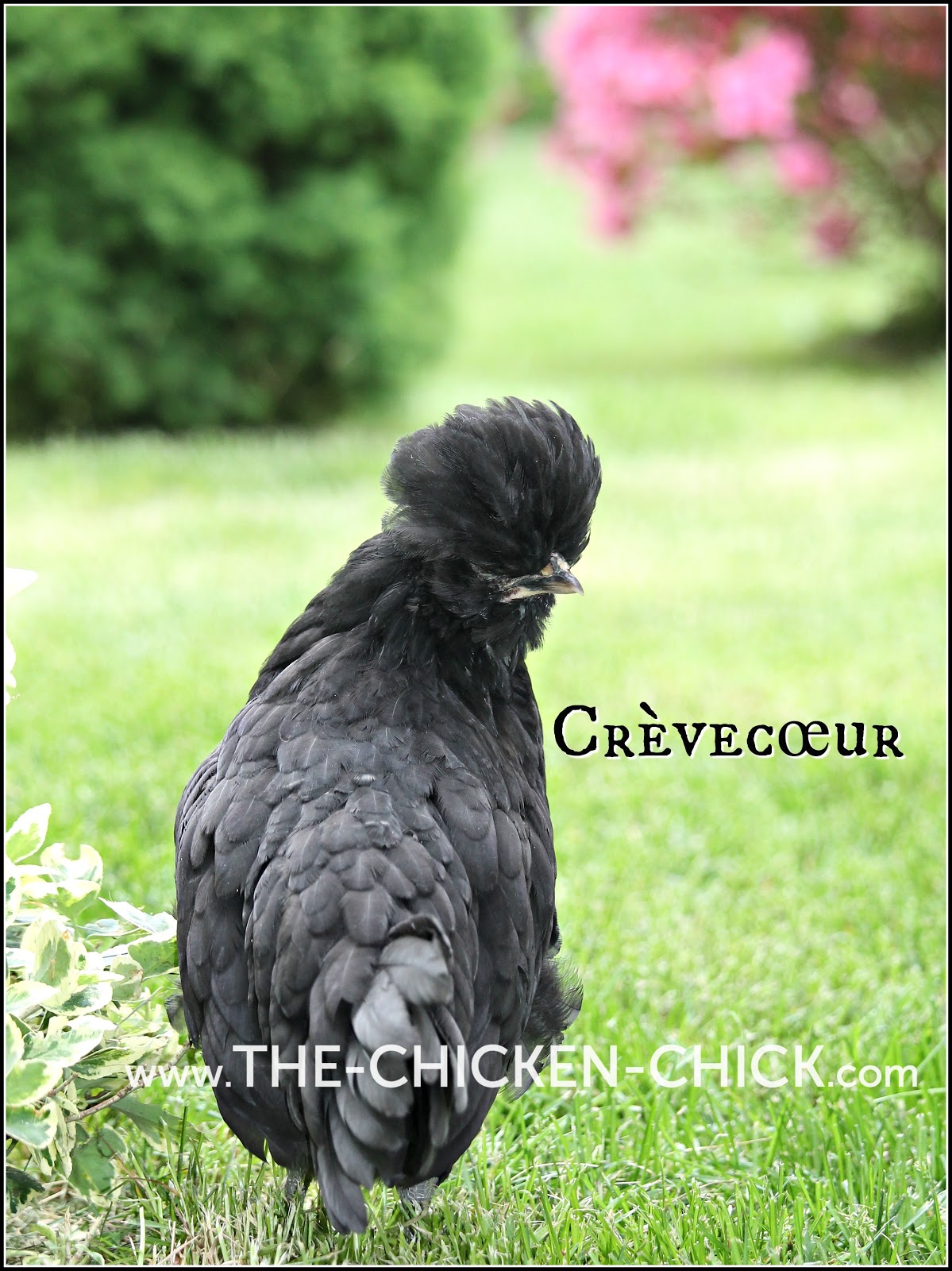 Tips For The Help Of Crested Chicken Breeds - Margaret