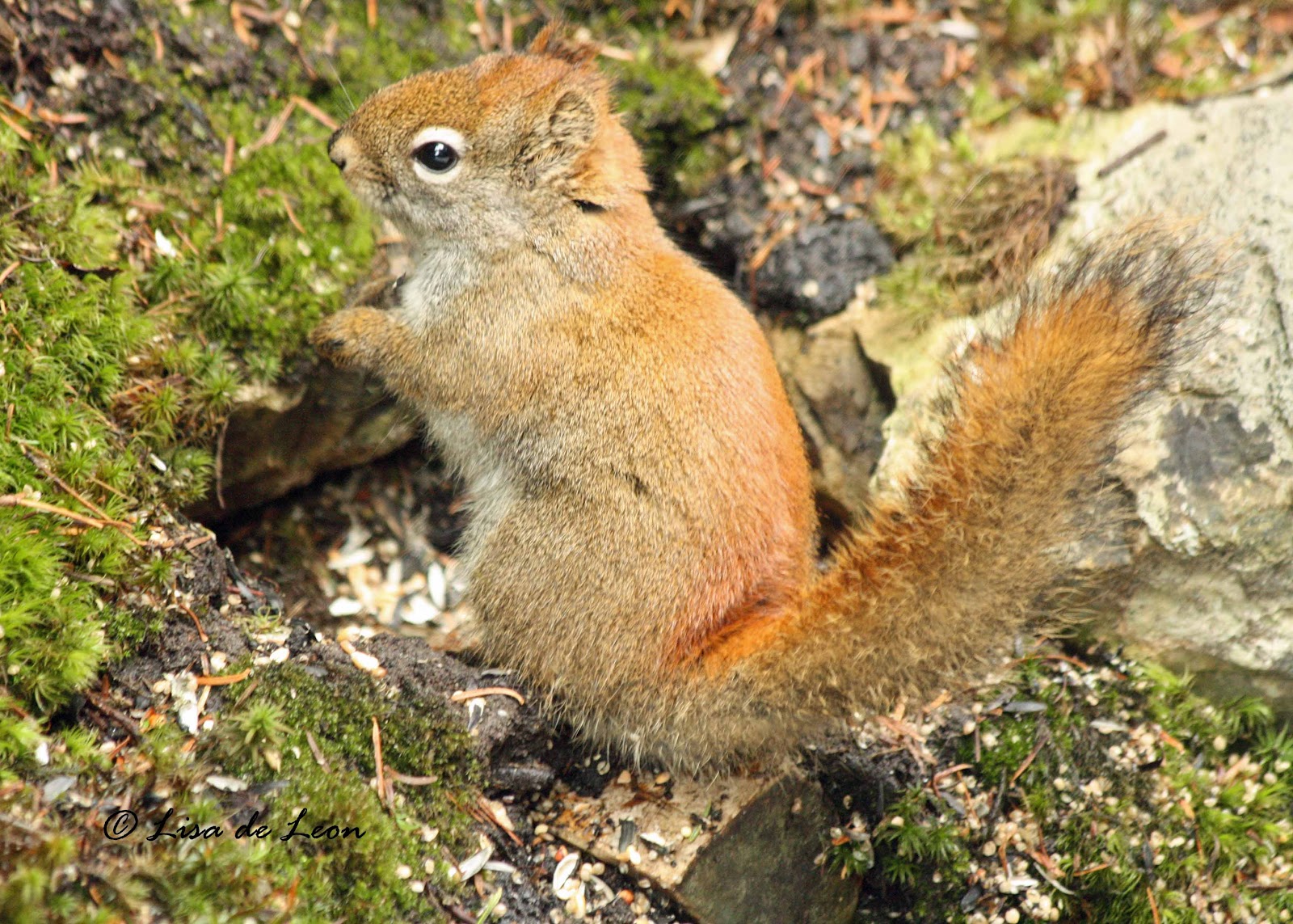 Birding with Lisa de Leon: Fledging a Child to Bird Watching: Field ...