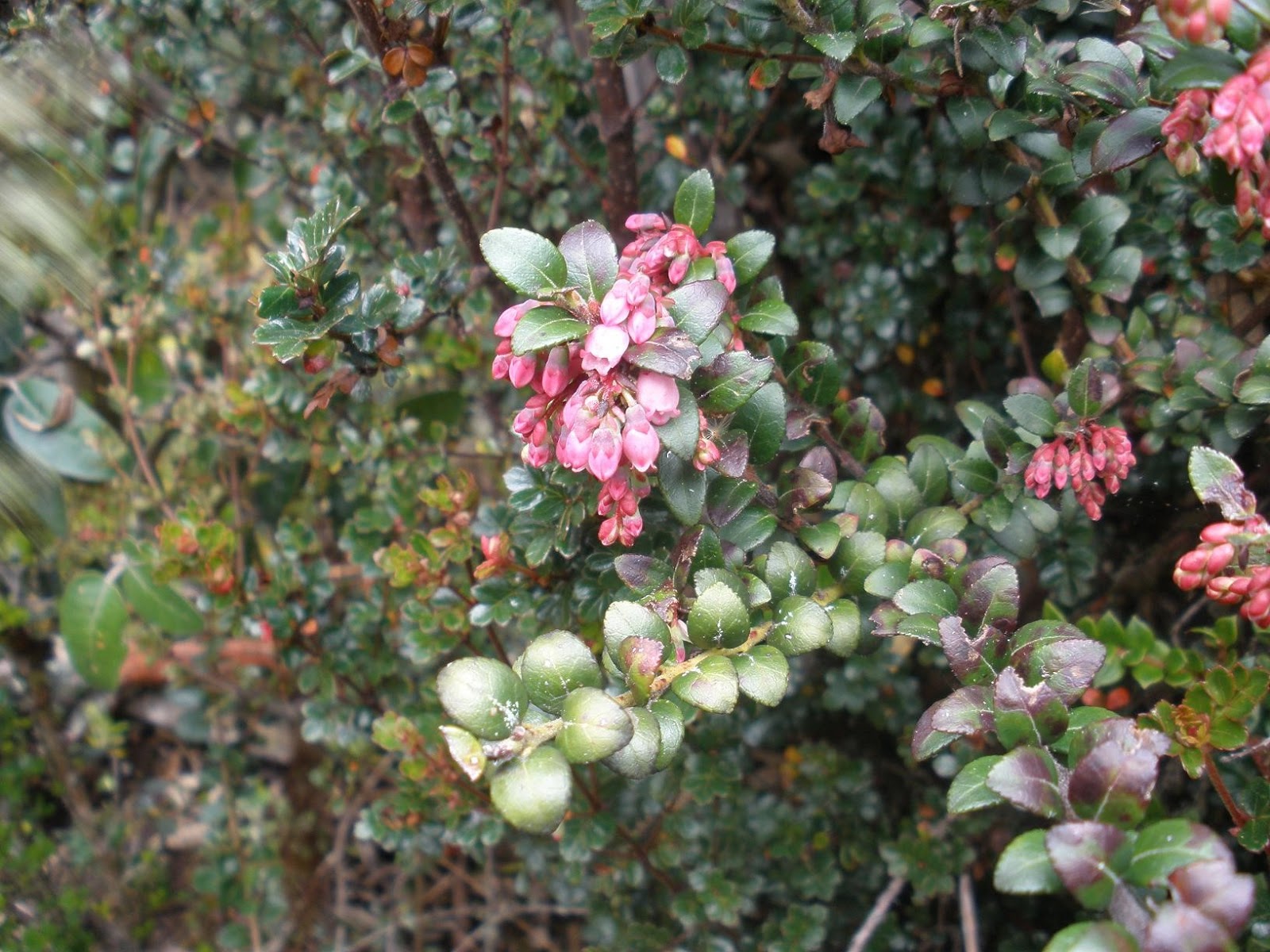 fisiologia del yacon: FISIOLOGIA DEL MORTIÑO