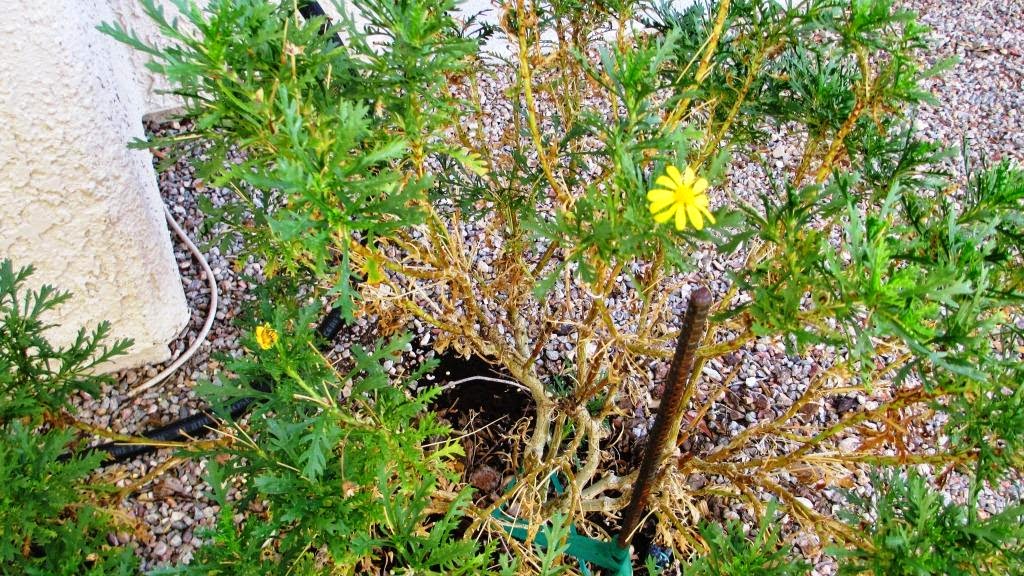 Xtremehorticulture of the Desert: Euryops Daisy Can Get Leggy and What ...