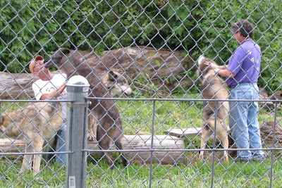 To Behold the Beauty: Wolf Park