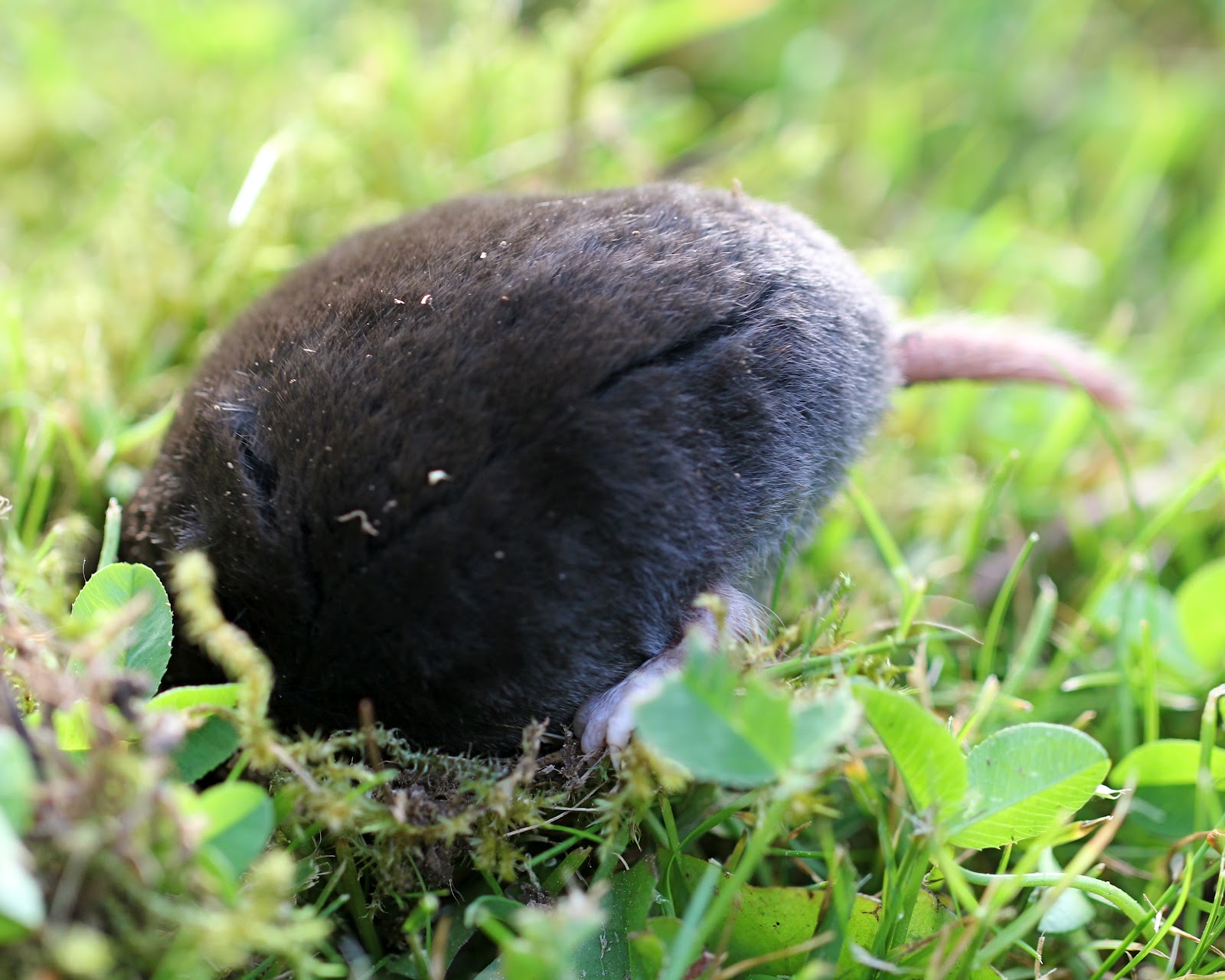 c. creativity: life in macro: Holy Mole-y!