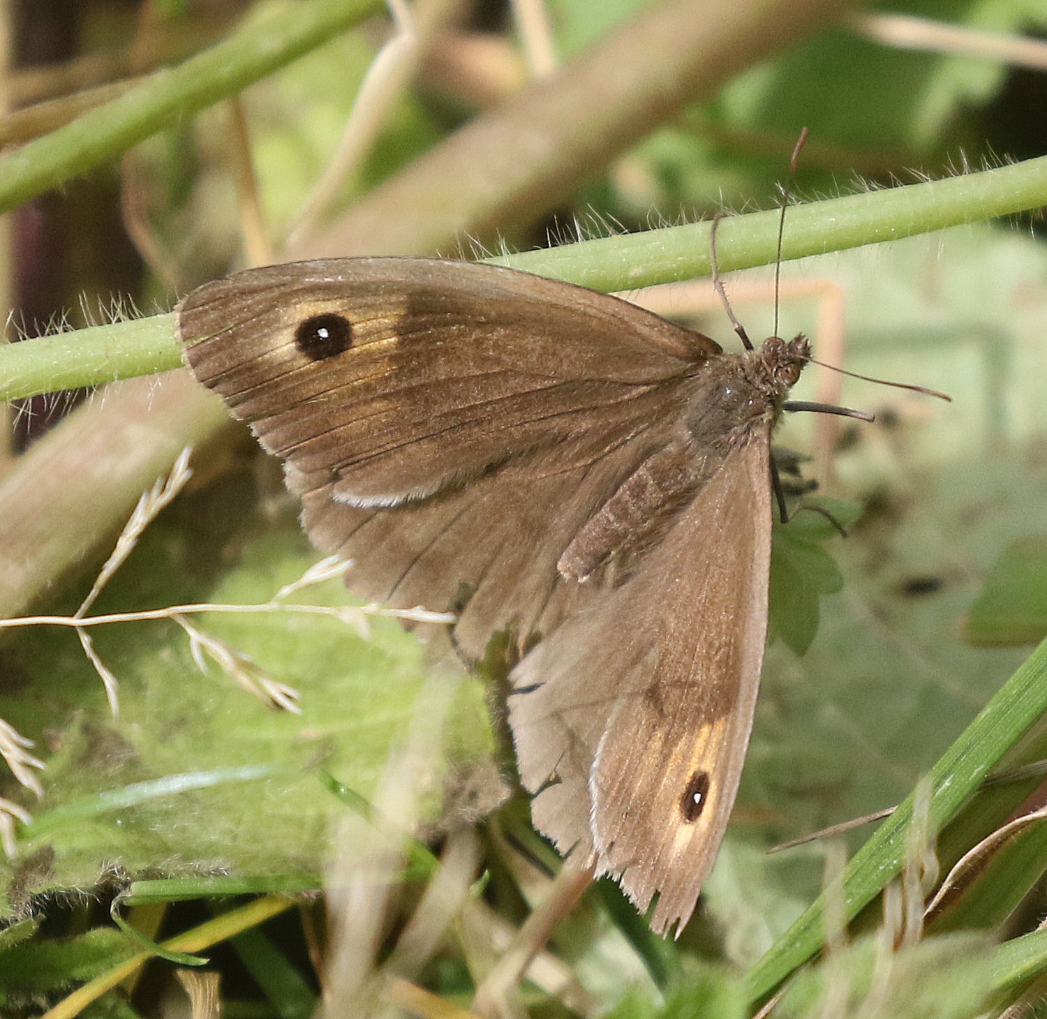 Birding with Flowers: Week 3 of Specials