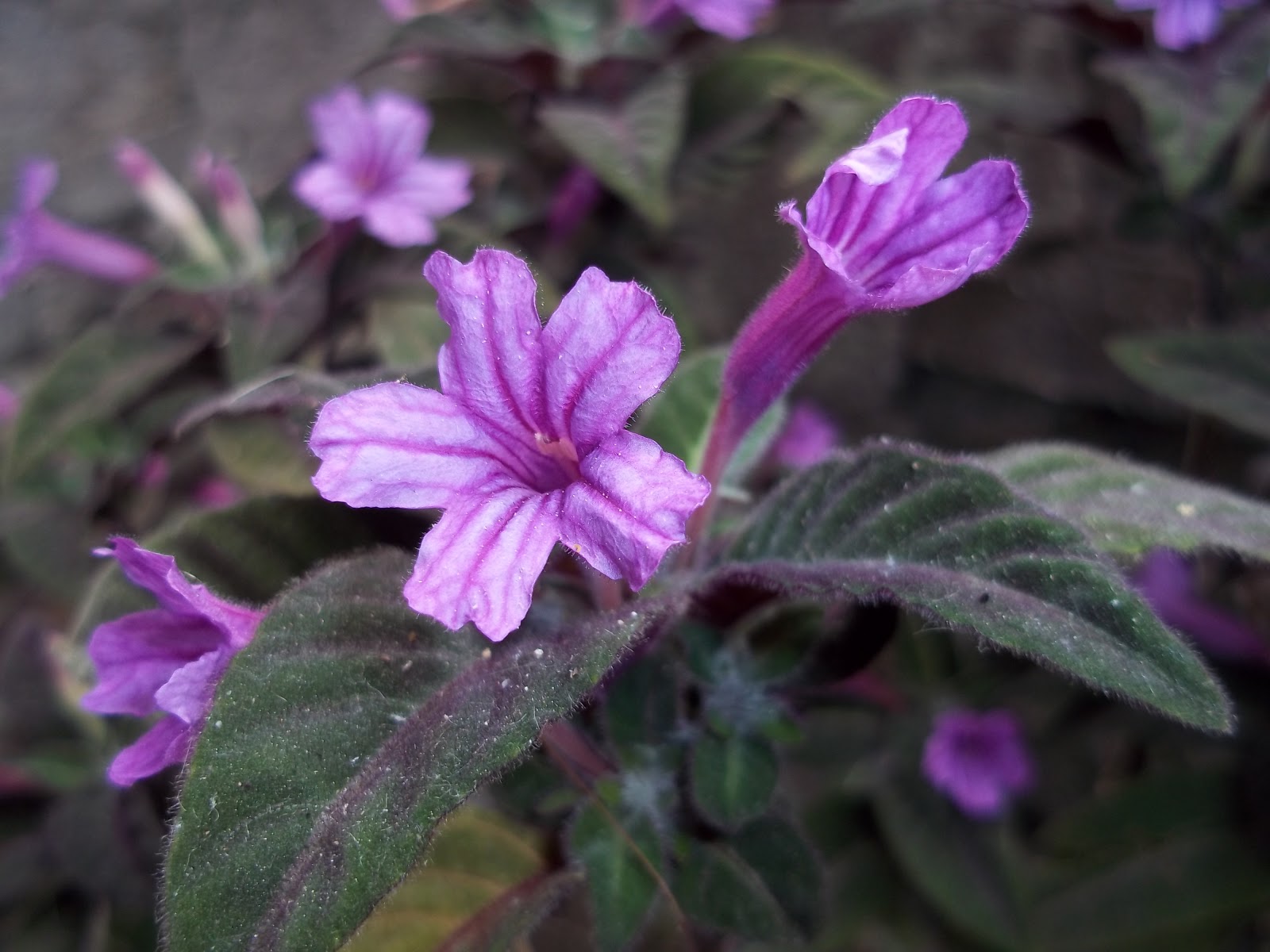 Despertando a una nueva conciencia: Atributos: La Contemplación