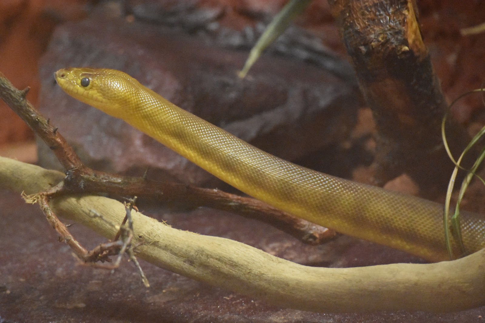 ZOOTOGRAFIANDO (6.100 ANIMALS): PITÓN DE RAMSAY / RAMSAY´S PYTHON ...