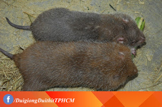 Dúi Giống Miền Tây : [Bật mí] Con dúi là con gì