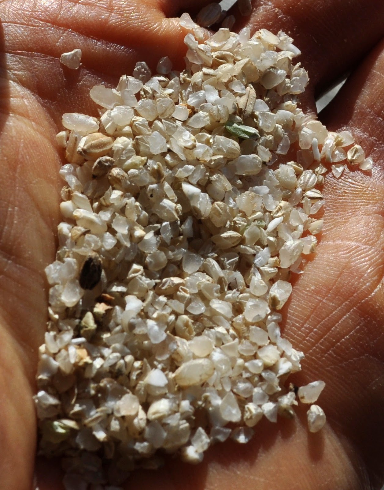 In Lee's Garden Now: Rice, Corn, & Barley Harvest