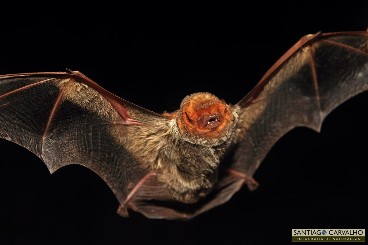 Galería Mamíferos: Lasiurus blossevillii -Murciélago Colorado-