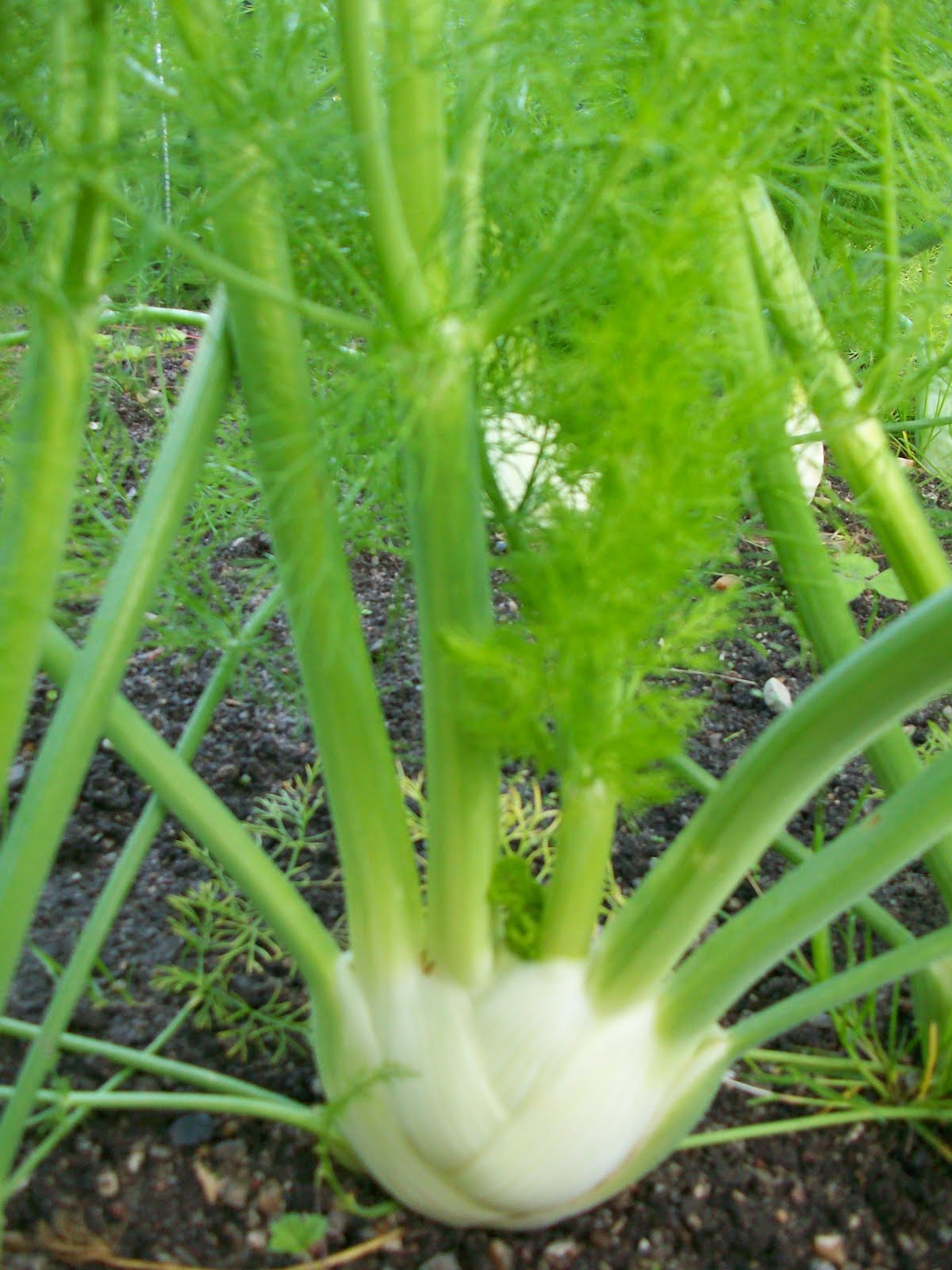 Mit kreative univers: august 2011