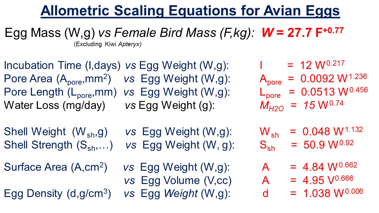 ektalks: The Avian Egg - Marvel of Nature's Architecture - How Eggs ...