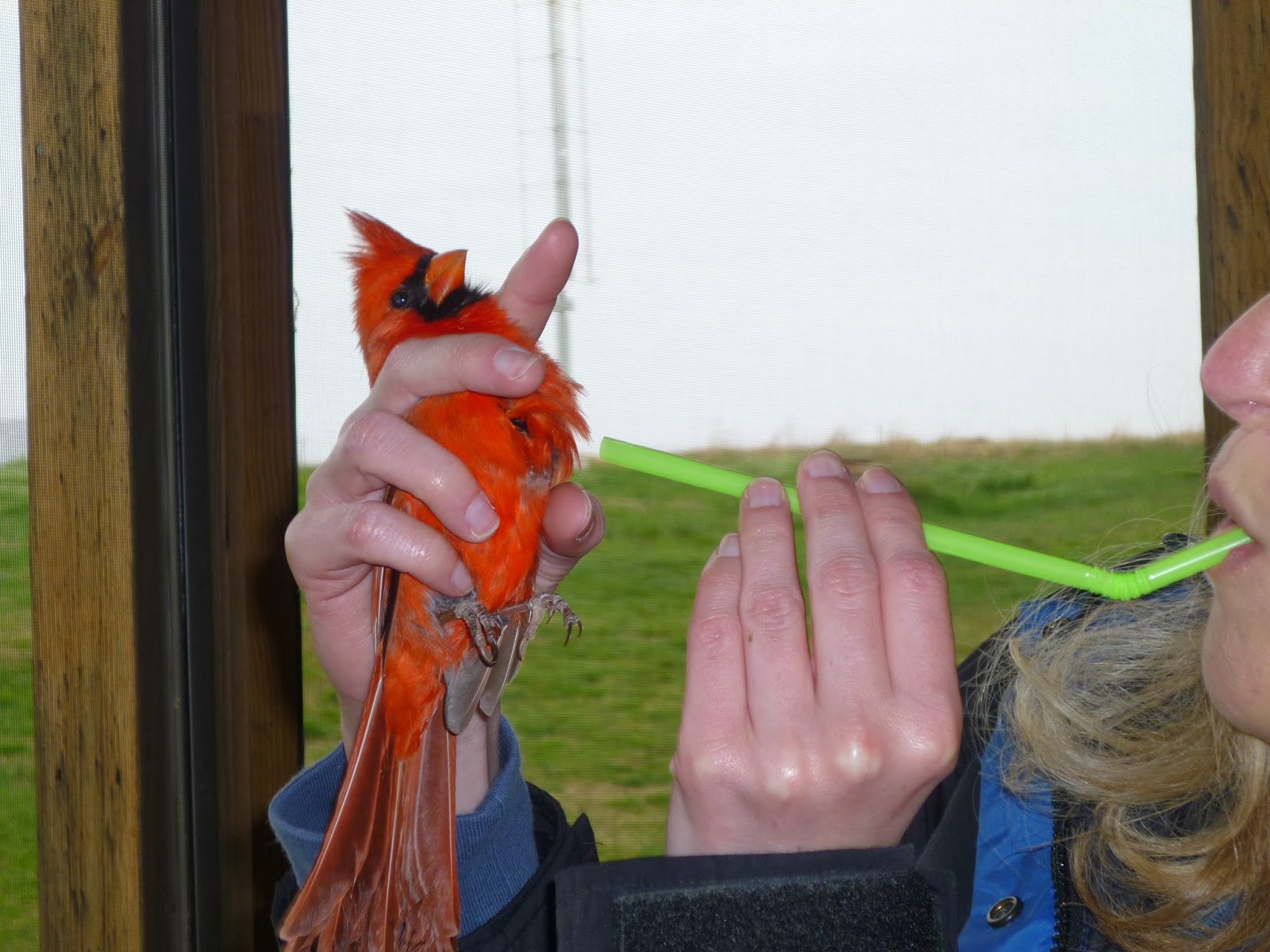 From Bluebirds to Turtles: Two Bird Banding Demonstrations at Prairie Ridge