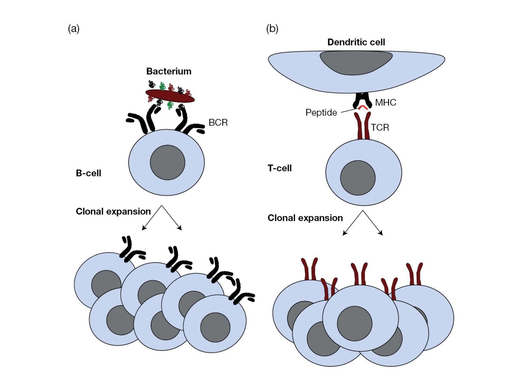The B‐Cell Surface Receptor For Antigen (BCR) - pediagenosis