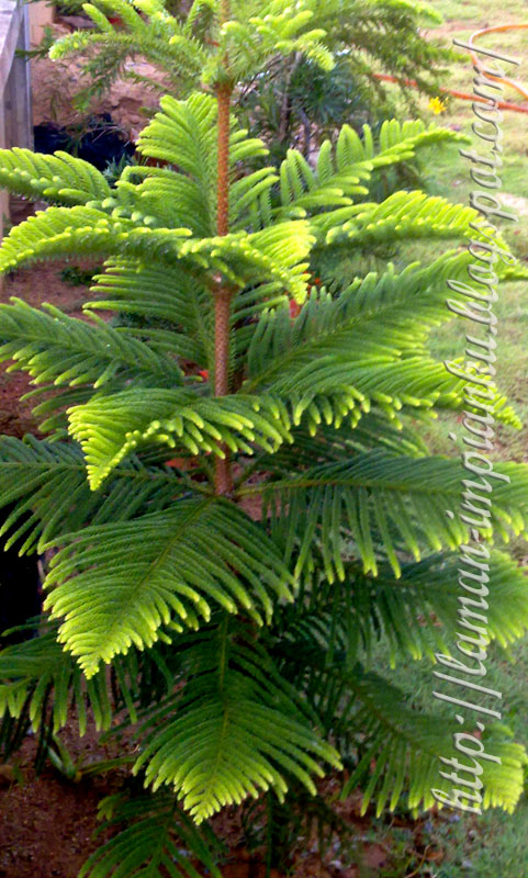 laman impianku...: Daun yang cantik