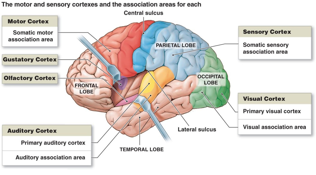 Princípios Básicos de Neuroanatomia Funcional