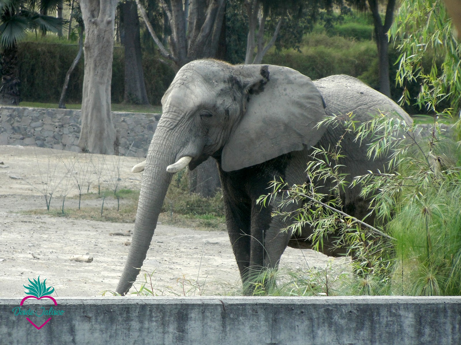 De paseo en el Zoológico Guadalajara - Desde Jalisco