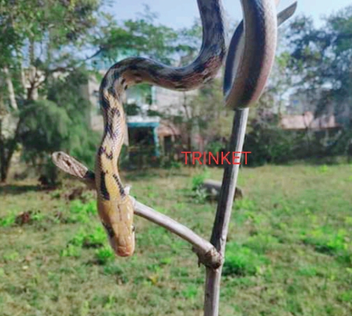Snakes of jammu and kashmir