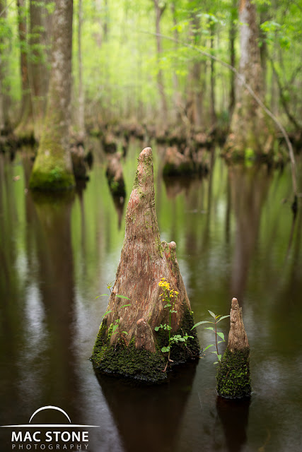 Mac Stone Photography Blog: 24 Hours in the Swamp