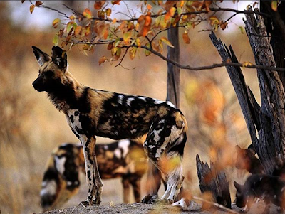 tropicalia: "fauna, algumas espécies"