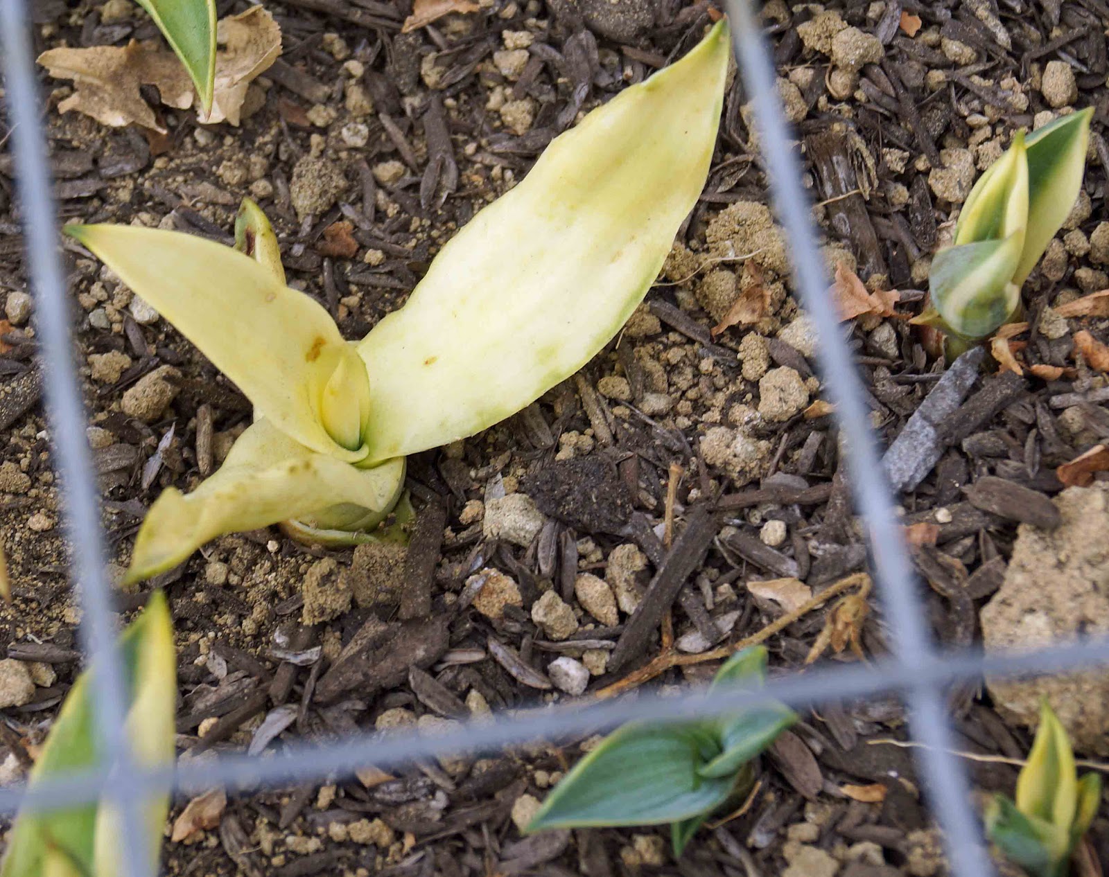 Agave Desmettiana Bloom Update: Bulbil Variegation Variations