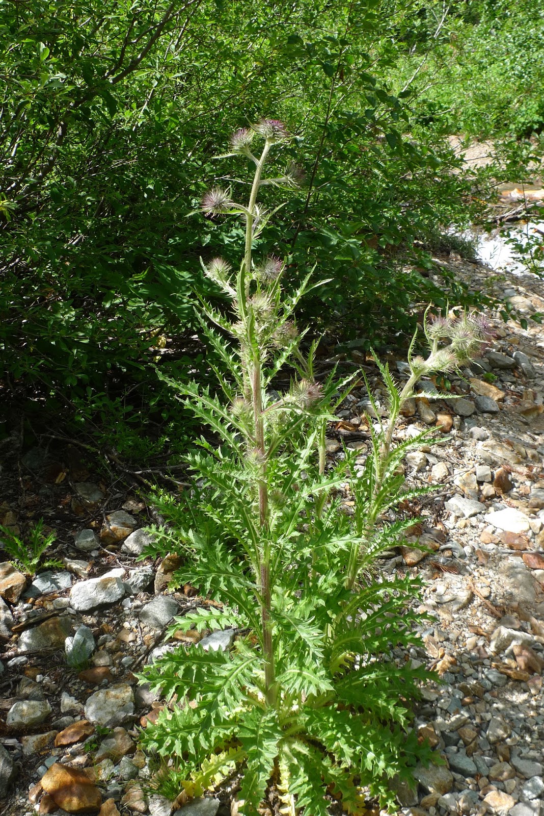 Wild Harvests: Edible Thistle unprickled