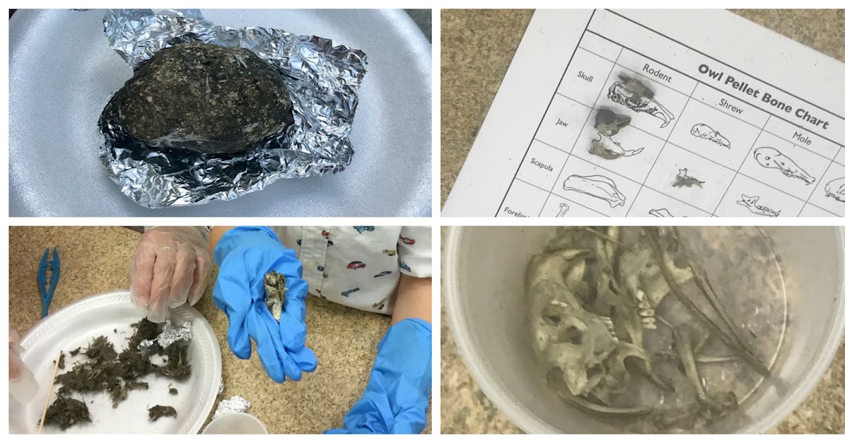 Adventures In Storytime (and Beyond): Owl Pellet Dissection - STEM Program
