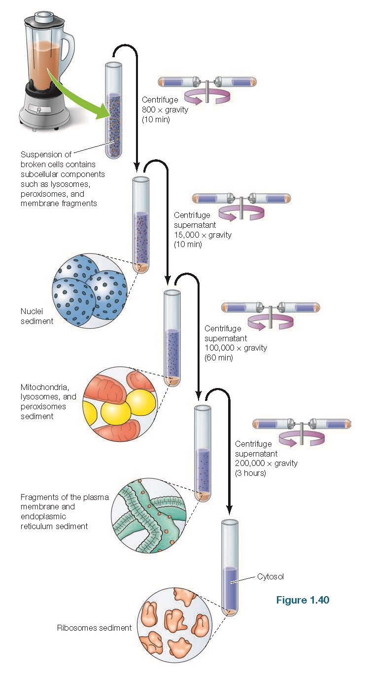 SUBCELLULAR FRACTIONATION - pediagenosis