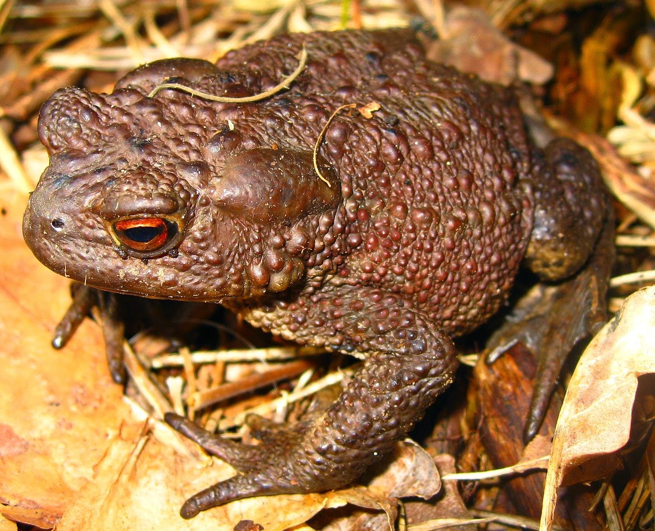 MIGRACION DE AVES : Los sapos