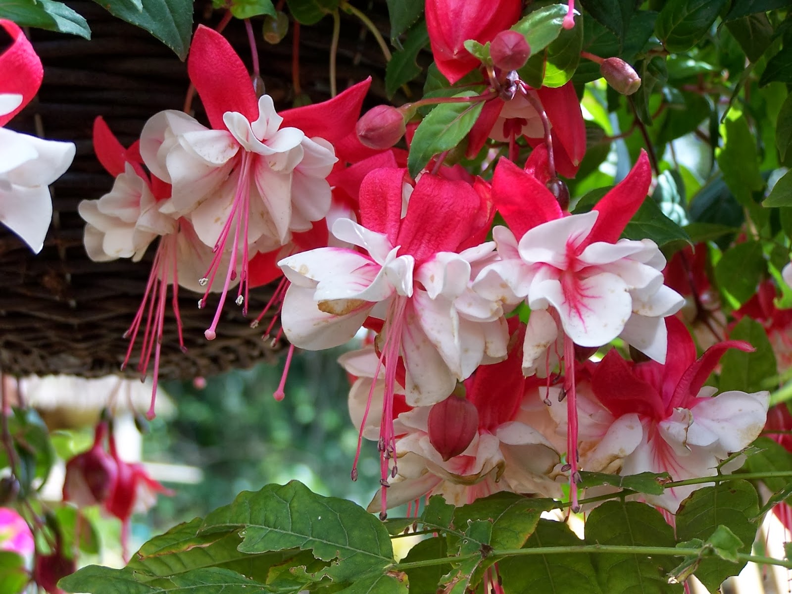sally's bridge nurseries: Fuchsia 'Snowcap'