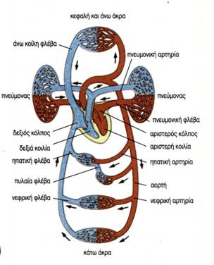 ΥΛΙΚΟ ΜΑΘΗΜΑΤΩΝ: ΒΙΟΛΟΓΙΑ Α ΓΥΜΝΑΣΙΟΥ:Κυκλοφορικό σύστημα ανθρώπου 1