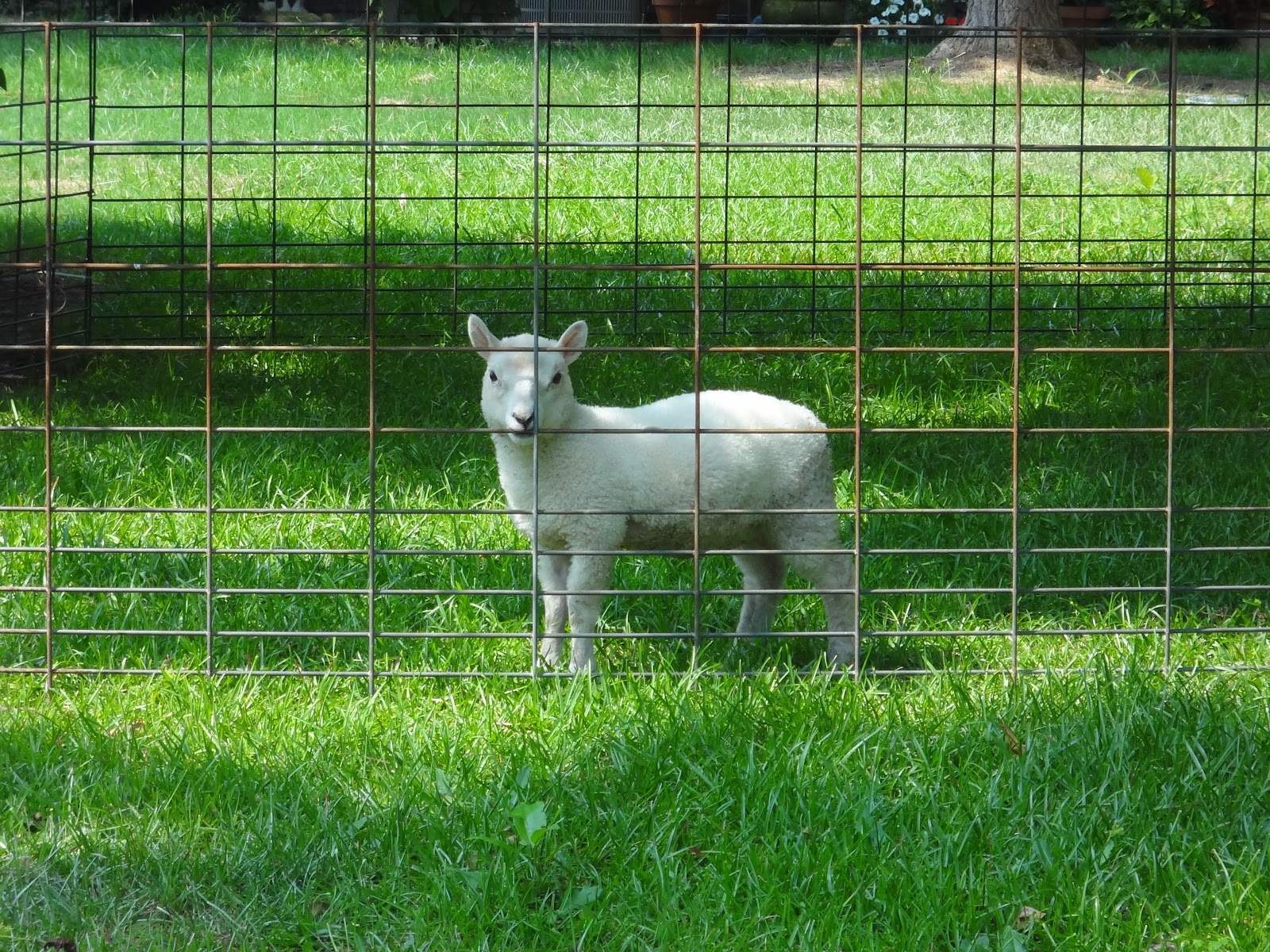 Shaky Tail Farm Animals: Sugar, an American Cheviot Miniature Sheep