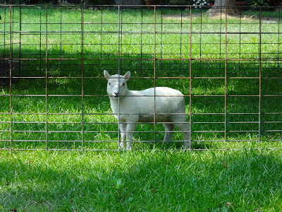Shaky Tail Farm Animals: Sugar, an American Cheviot Miniature Sheep