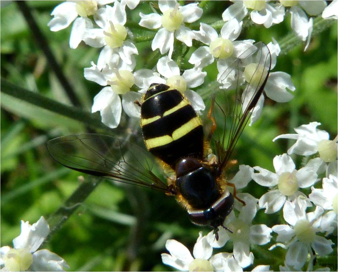 Insects of Scotland: Hoverflies