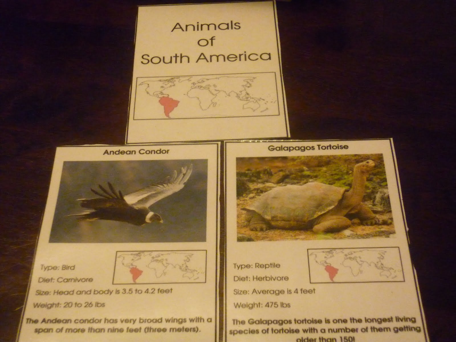 The Work Plan: South America Continent Bin