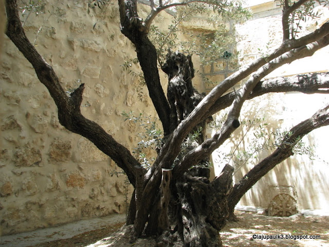 THROUGH THE LAND OF ISRAEL III: The Sacred Olive Tree of the '‘the ...