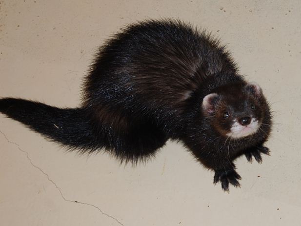 I colori del furetto