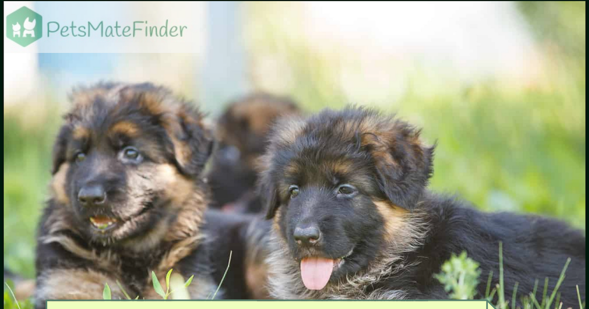 How to find a dog breeder