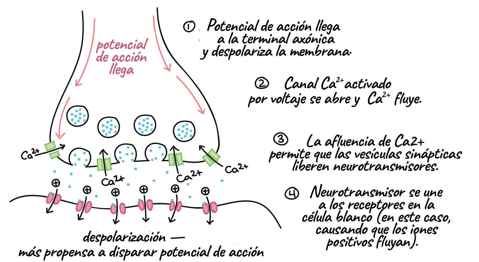 Proceso de sinapsis.