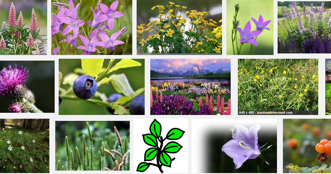 Bazaar: Suomen kasvit